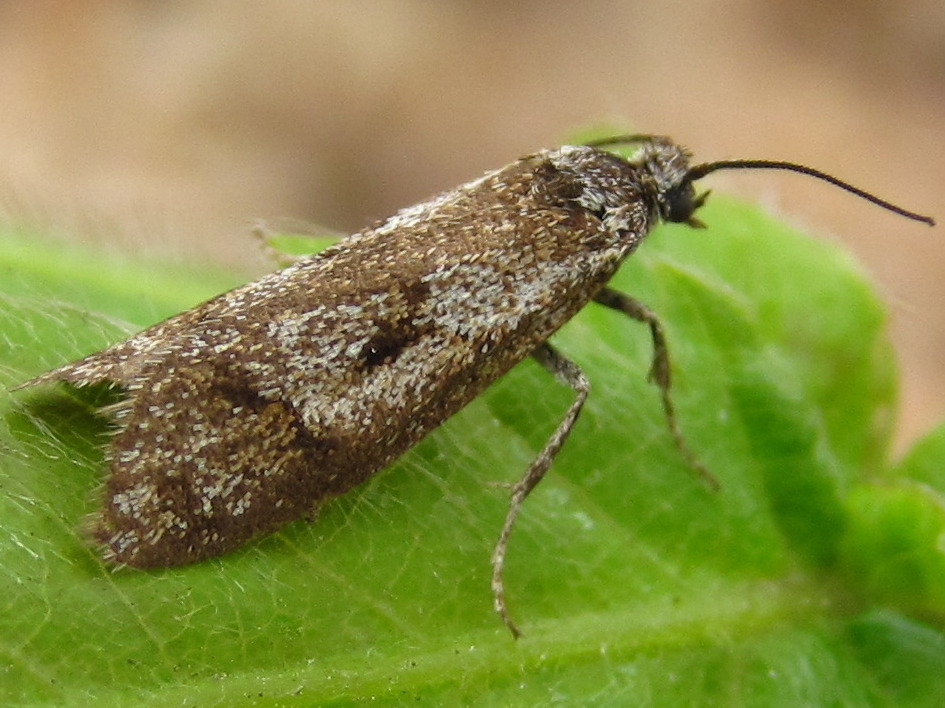 Curved-horn Moths from 대한민국 충청남도 천안시 서북구 on April 12, 2014 by onidiras ...