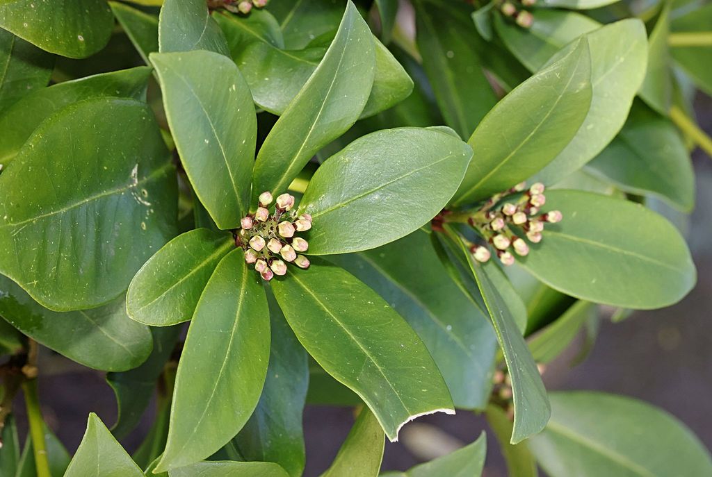 Japanese Skimmia from Springwood Crematorium, Springwood Avenue ...
