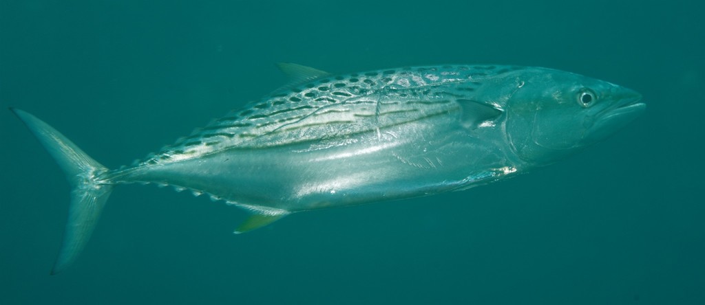 Leaping Bonito (Fishes of Cabbage Tree Bay Aquatic Reserve, Sydney ...