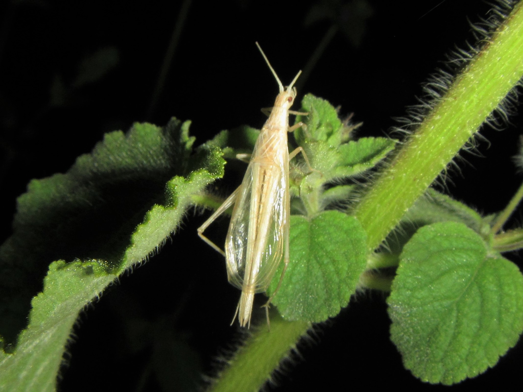 Oecanthus rufescens Serville, 1838