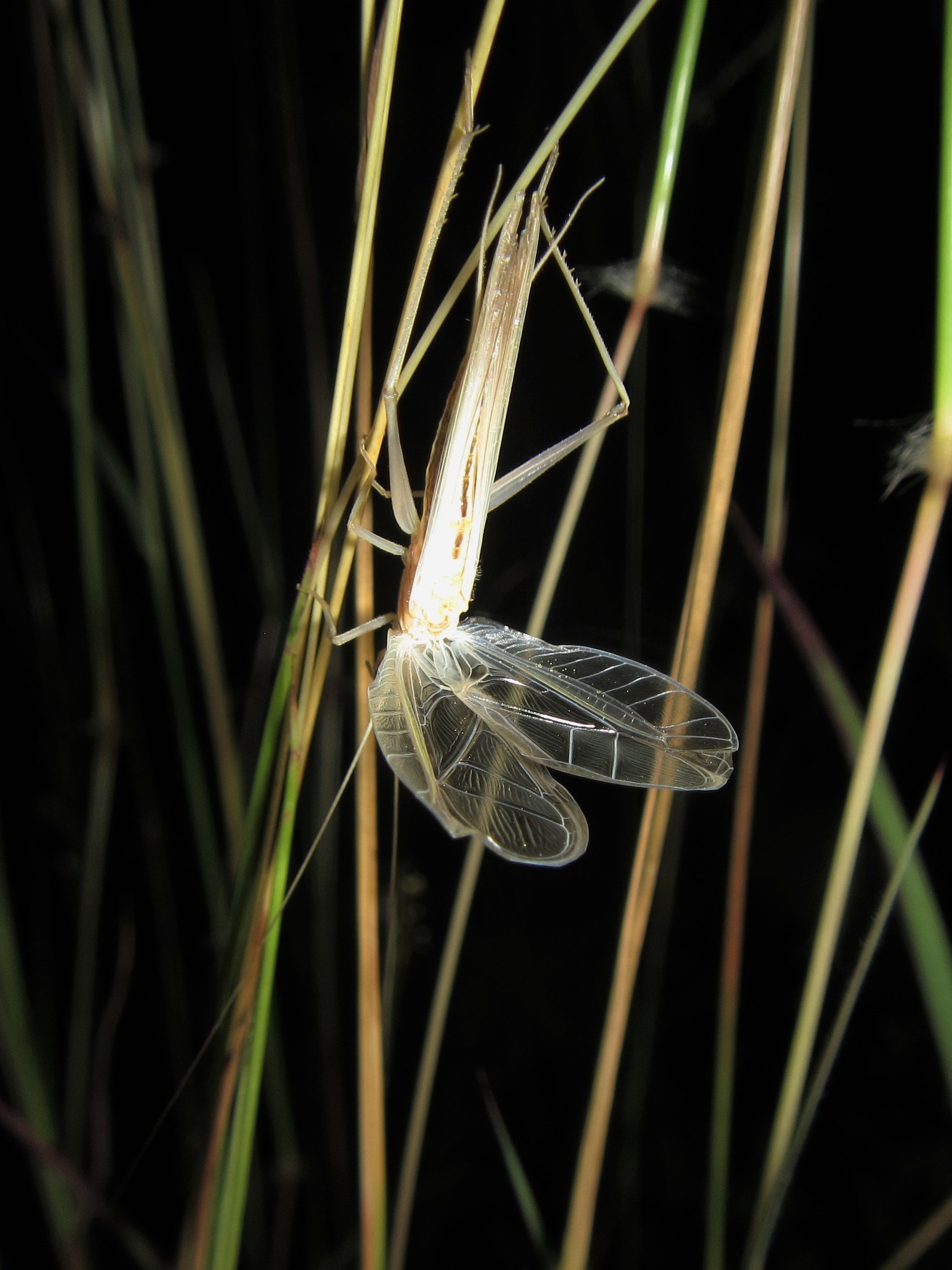 Oecanthus rufescens Serville, 1838