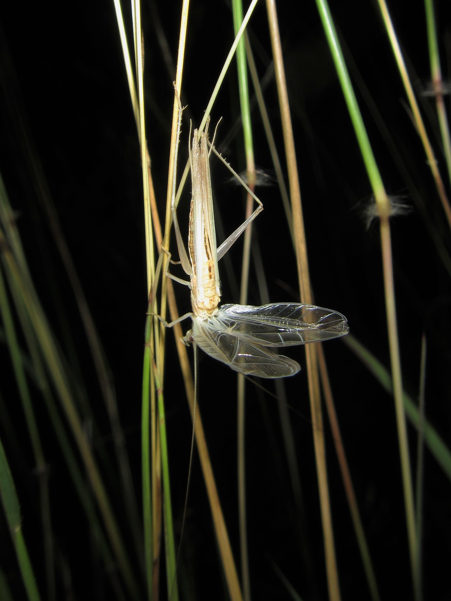 Oecanthus rufescens Serville, 1838