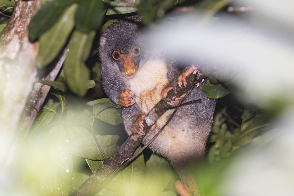 Common Spotted Cuscus from Lockhart QLD 4892, Australia on February 17 ...