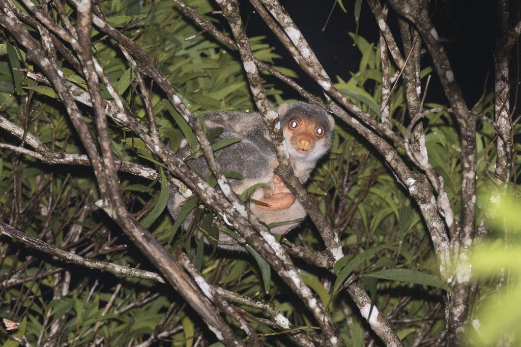 Common Spotted Cuscus from Lockhart QLD 4892, Australia on February 17 ...