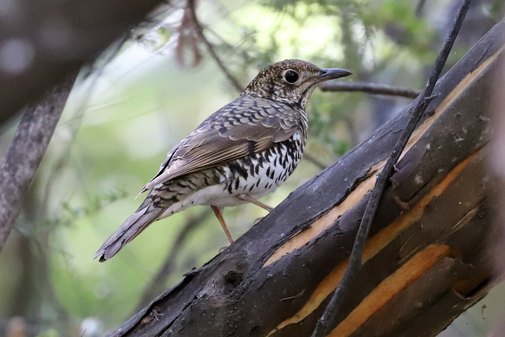 Bassian Thrush from Tidbinbilla Nature Reserve, ACT, Australia on March ...