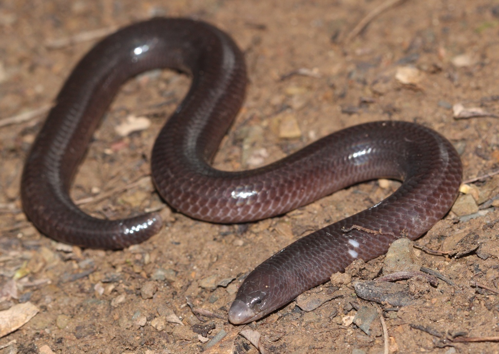 Giant Legless Skink (Fishes, Frogs and Reptiles of the Mfolozi River ...