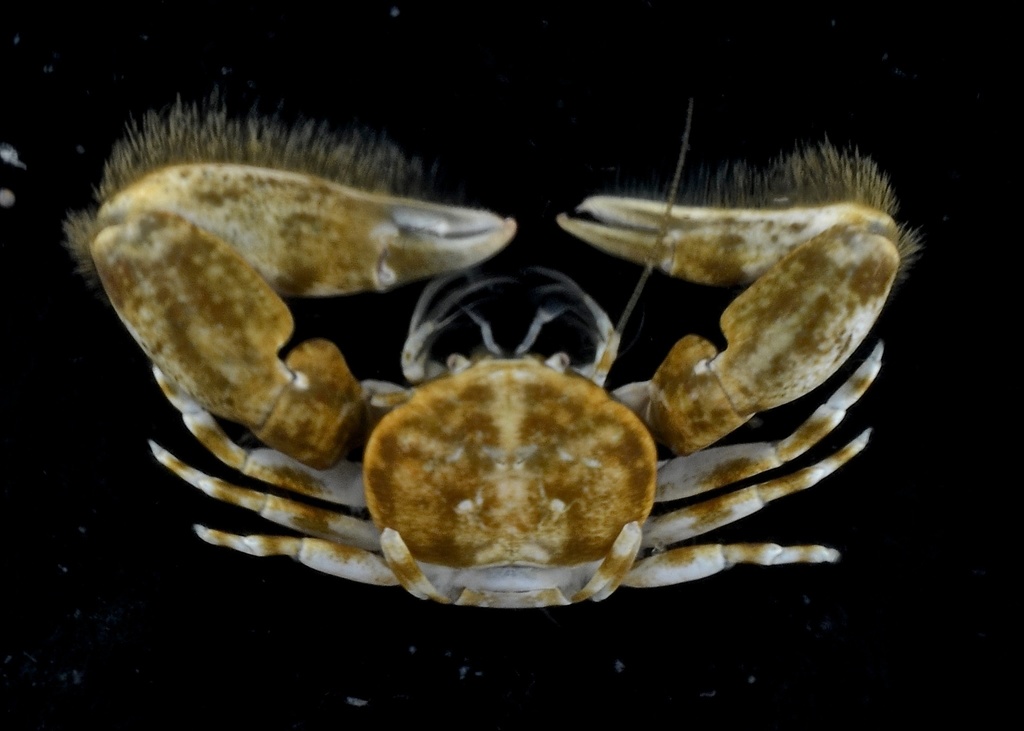 Eastern Tube Crab (MatBio: CRABS, SHRIMPS, JELLYFISH, SEA STARS ...