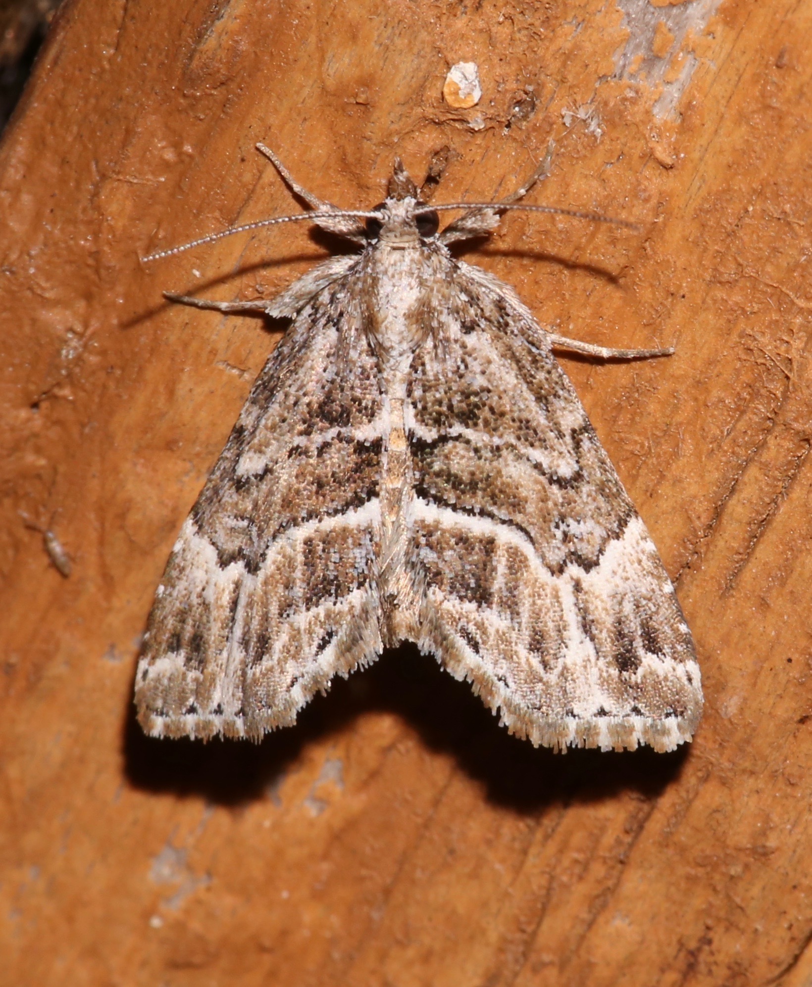 Cutina arcuata Pogue & Ferguson, 1998