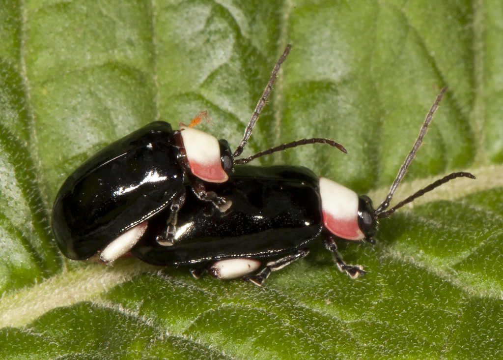 Asphaera chontalensis from San Vicente, Provincia de Cartago, Turrialba ...