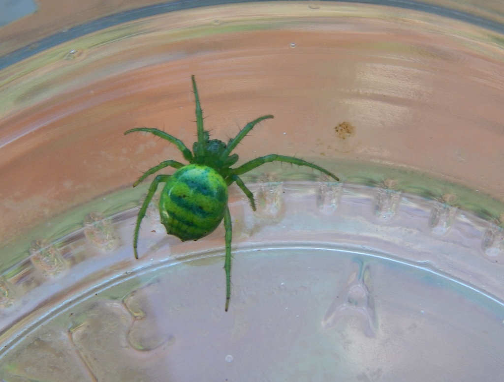 Cucumber Spiders from Bulawayo South, Bulawayo, Zimbabwe on March 17 ...