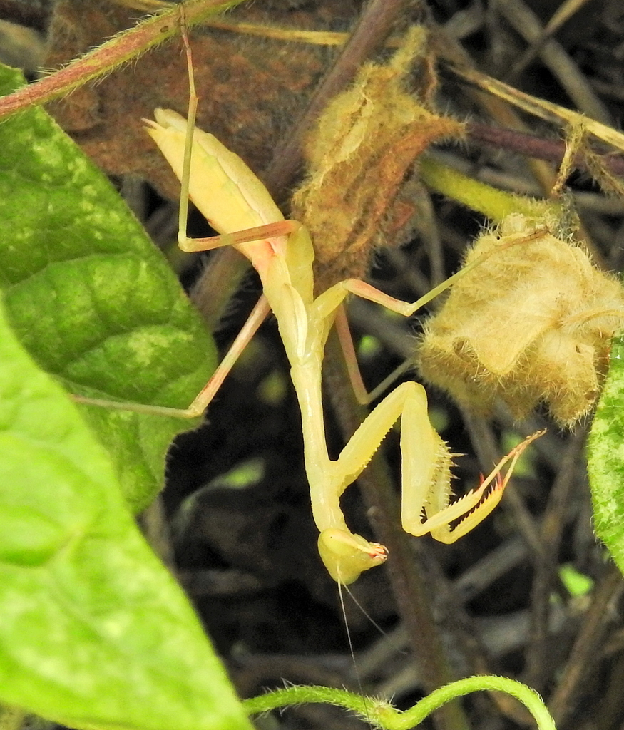 South African Mantis from Garden Route Botanical Garden on March 17 ...