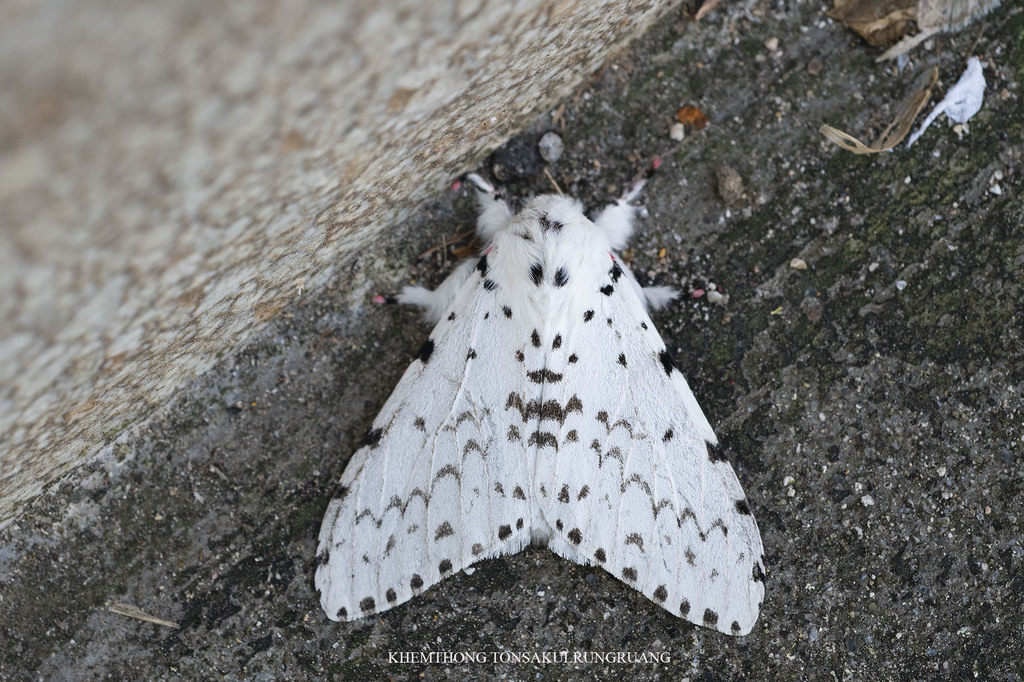 Lymantria bivittata marginalis from Khao Yai NP on February 18, 2021 at ...