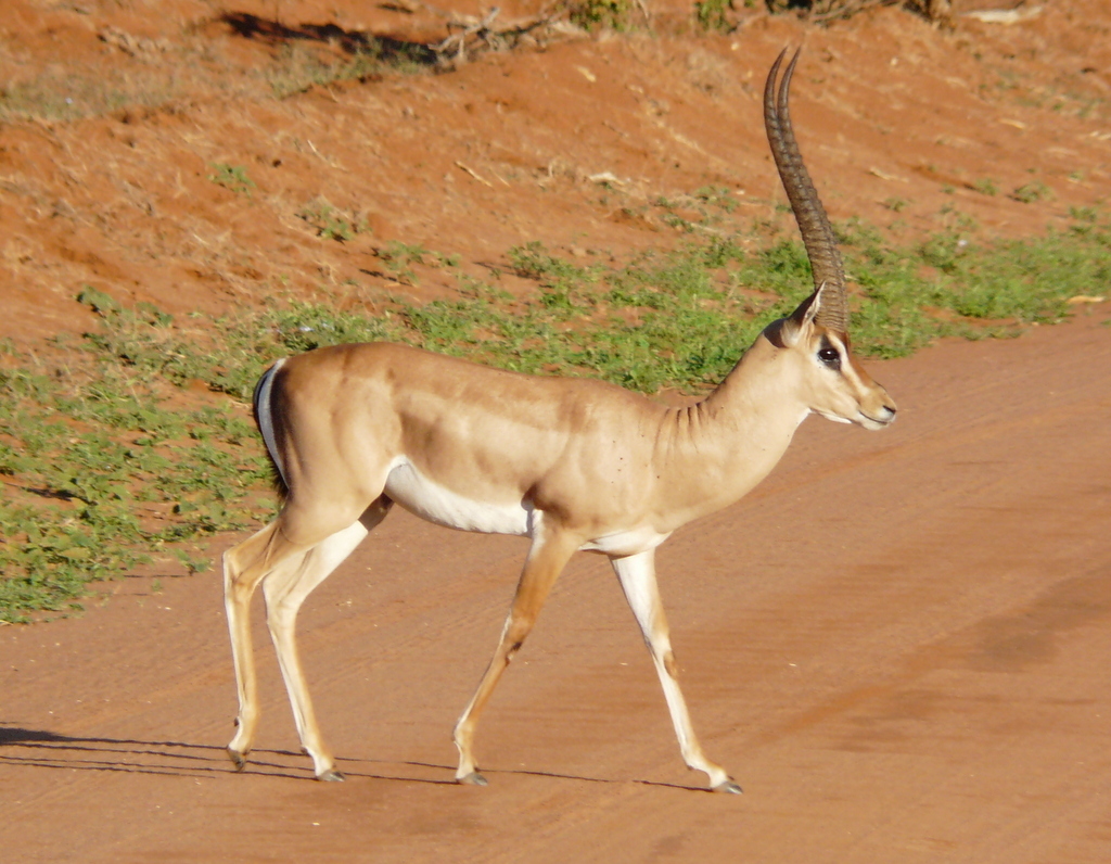Grant's Gazelle (Nanger granti) - Know Your Mammals
