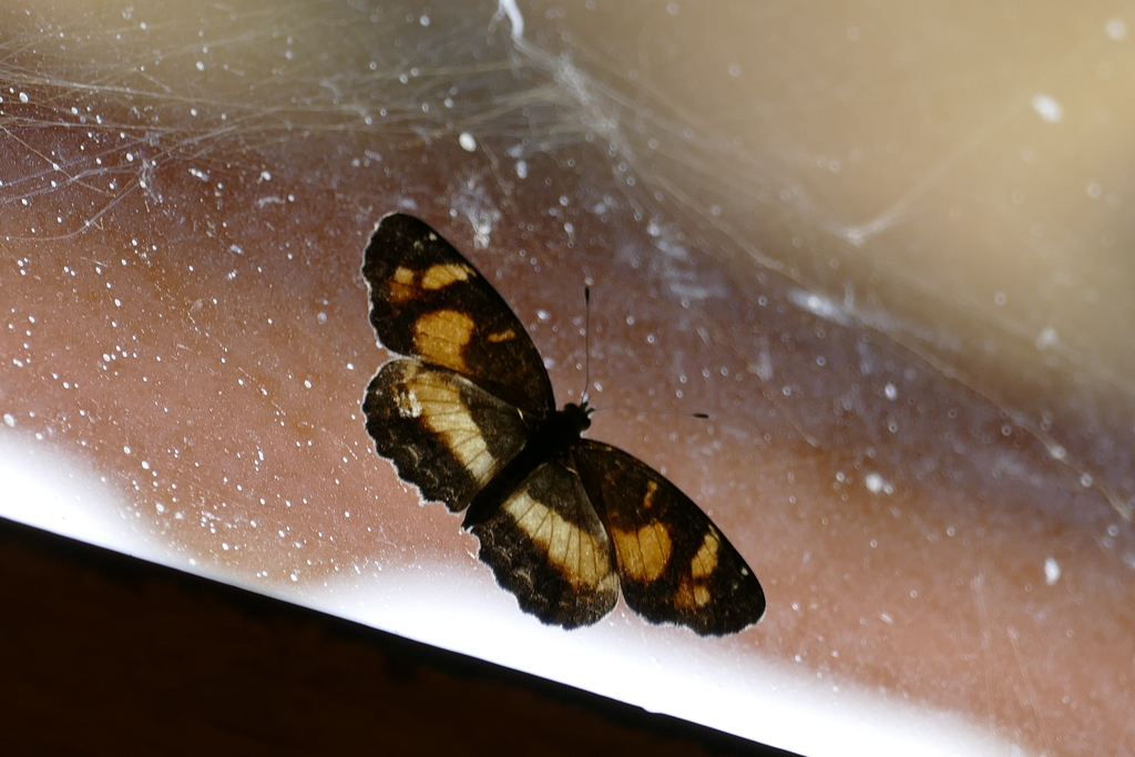 Telenassa teletusa from Estr. do Curuzu, s/n - Varginha, Nova Friburgo ...