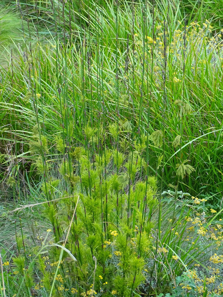 Broom reed from Western District, South Africa on March 17, 2021 at 04: ...