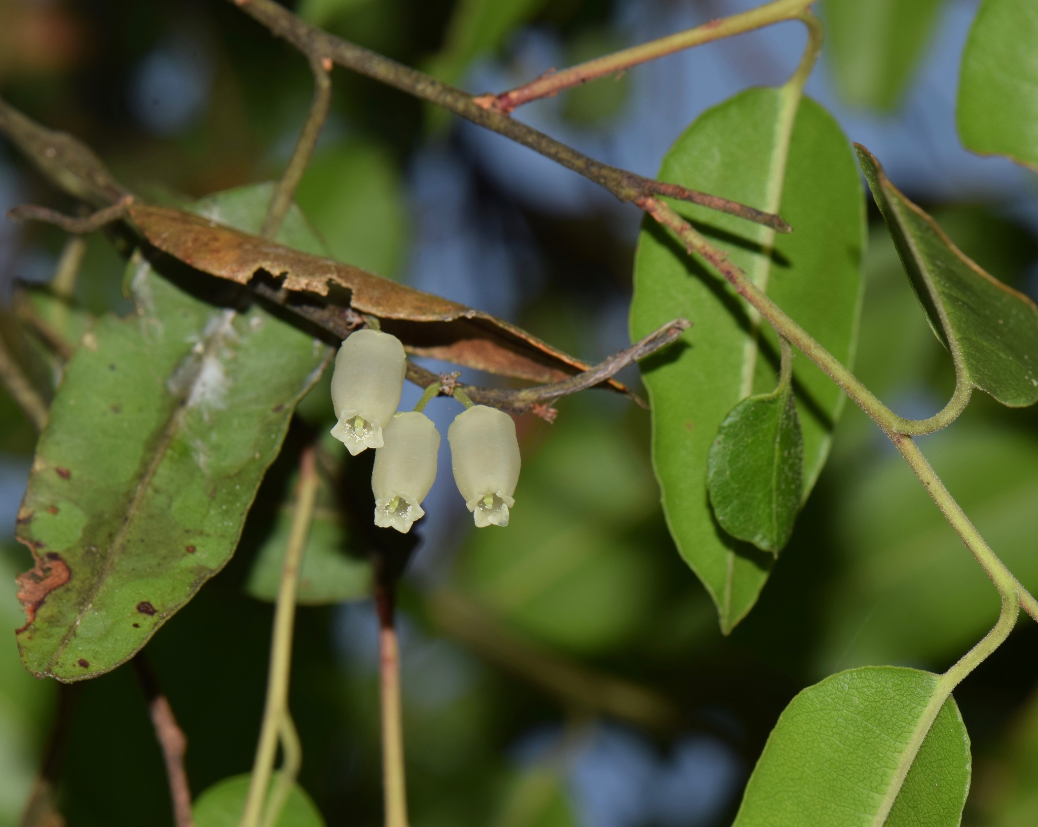 Agarista mexicana (Hemsl.) Judd