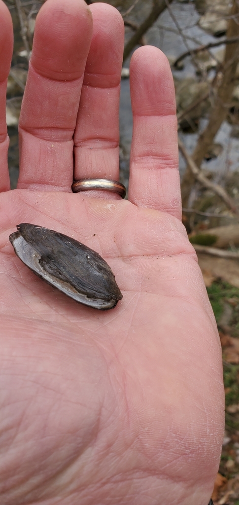 Eastern Elliptio from Devon, PA 19333, USA on March 17, 2021 at 01:55 ...