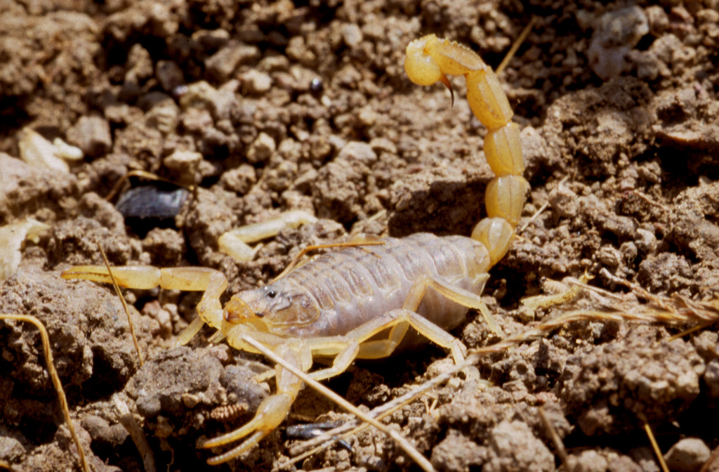 Common Yellow Scorpion from Saragossa, Spanien on April 02, 2005 by ...