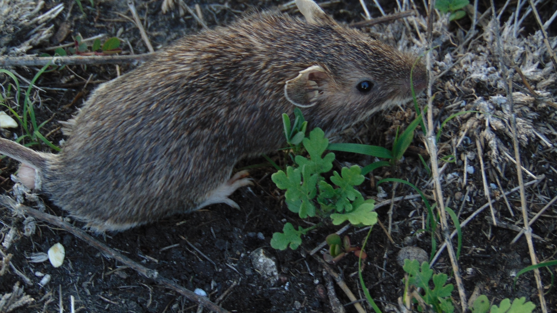 Heteromys irroratus (Gray, 1868)