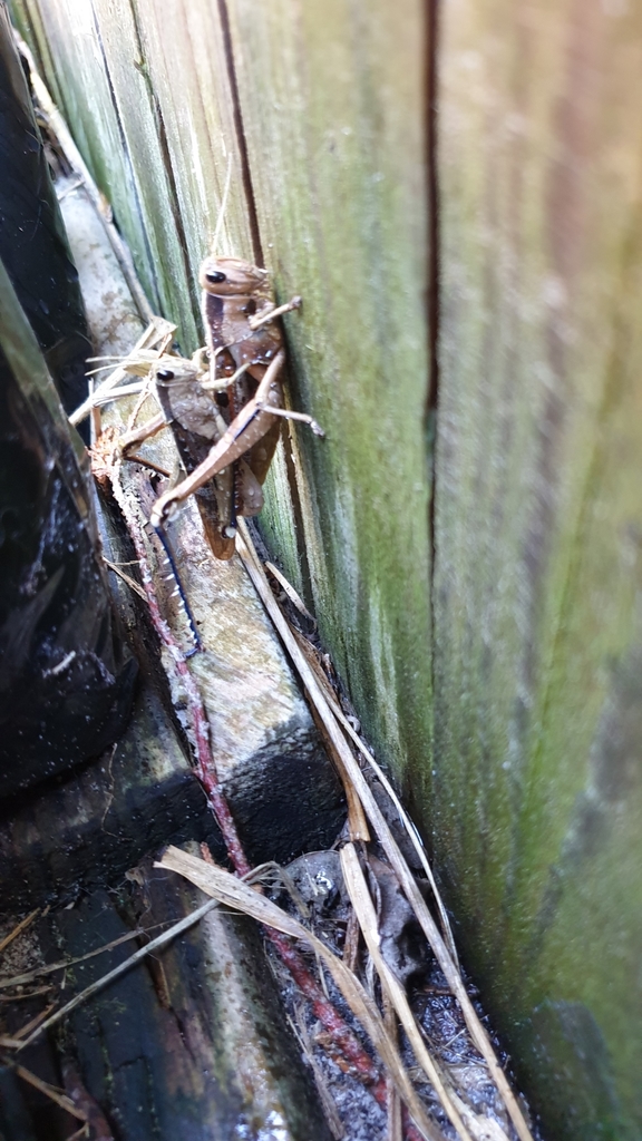 Garden Locust from Kommetjie, Cape Town, 7976, South Africa on March 17 ...