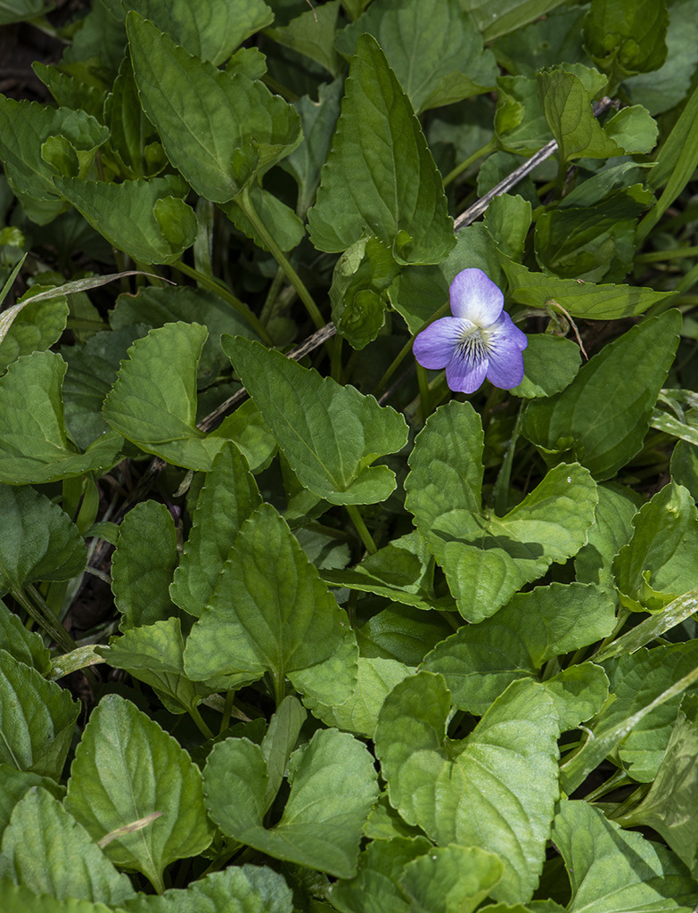 Missouri Violet from Canyon Lake, TX, USA on March 15, 2021 at 02:30 PM ...
