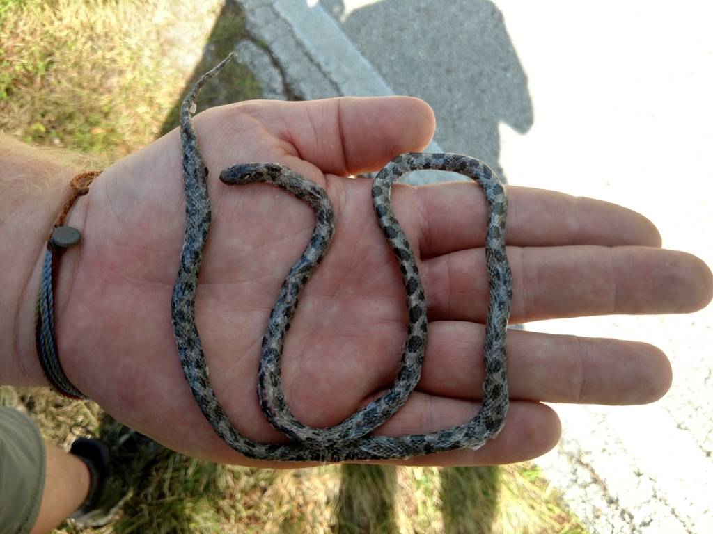 Short-tailed Snake in November 2017 by Jonathon Bolton. DOR · iNaturalist