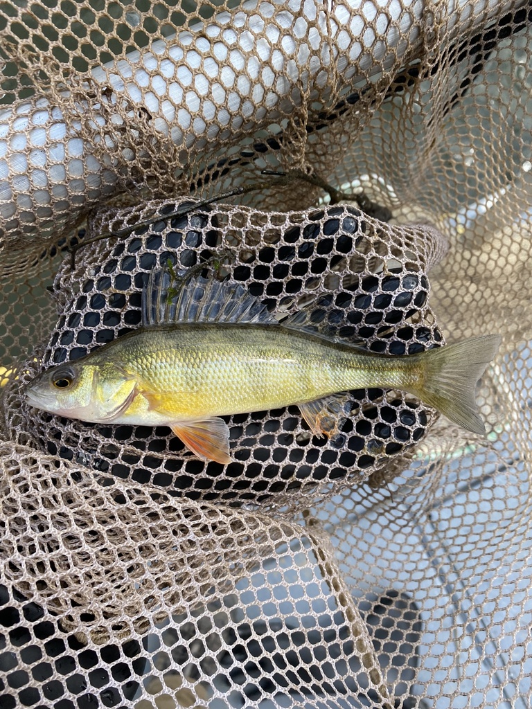 Yellow Perch in March 2021 by Dylan Shaw · iNaturalist