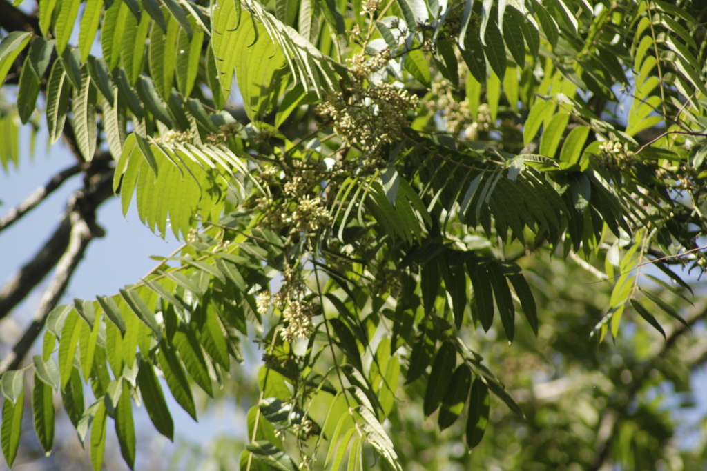Cedro-rosa (Flora Campestre dos Campos Gerais) · iNaturalist