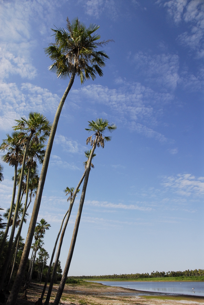 Caranday Palm (Copernicia alba) - Botanical Realm