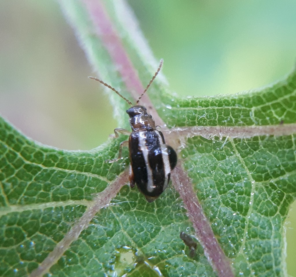 Systena tenuis from Estr. Vicinal da Represa de Itupararanga, s/n ...