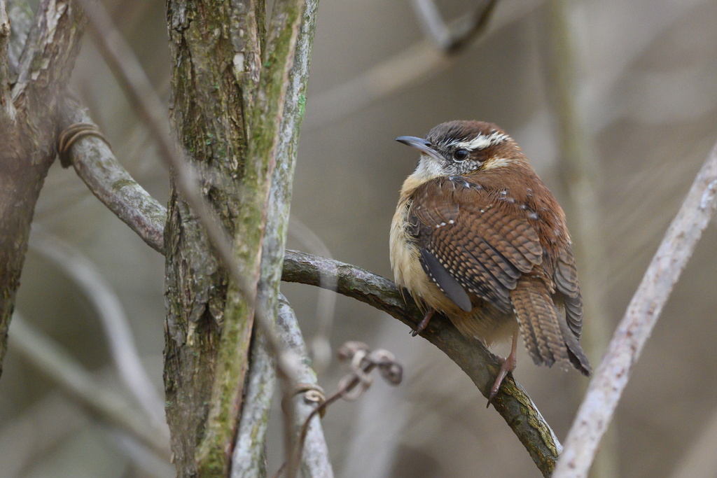 Carolina Wren from Montgomery, Maryland, United States on March 17 ...