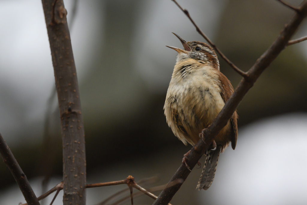 Carolina Wren from Montgomery, Maryland, United States on March 17 ...