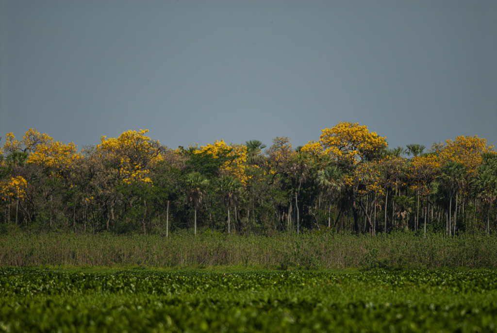 Yellow Trumpet-tree from Fazenda Flores on September 14, 2009 at 09:36 ...