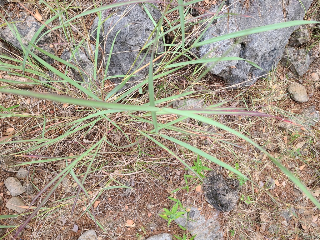 Queensland Blue Grass from Comal County, TX, USA on July 25, 2020 at 02 ...