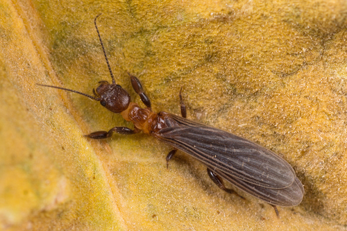 Embia sinai · iNaturalist