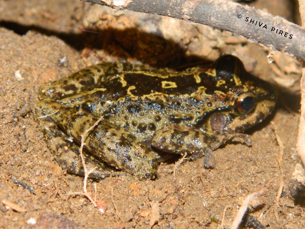 Thoropa miliaris from Cachoeiras de Macacu - RJ, 28680-000, Brasil on ...