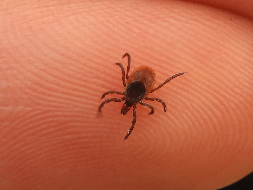 Eastern Black-legged Tick from Calvert County, MD, USA on February 25 ...
