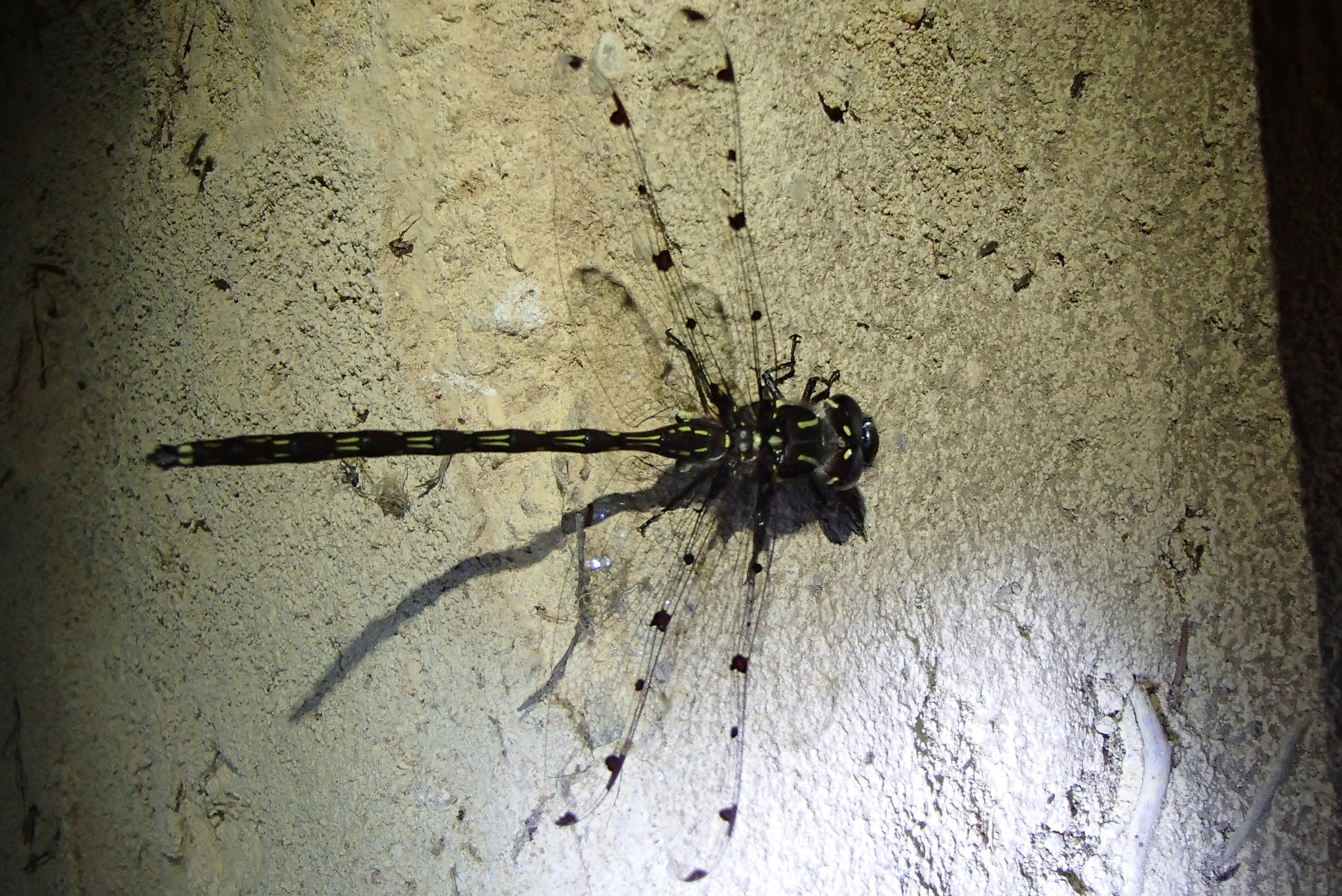 Austropetaliidae