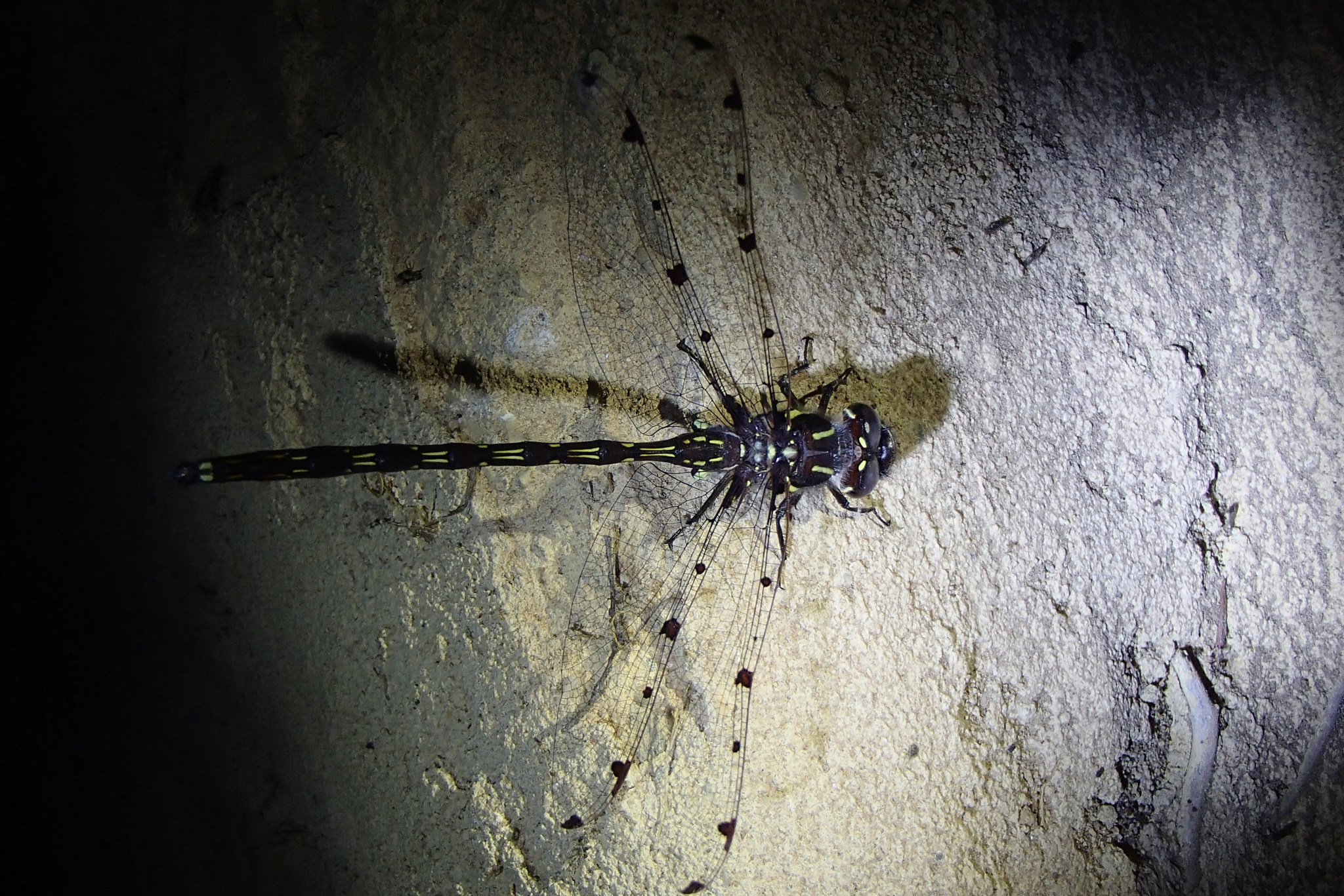 Austropetaliidae