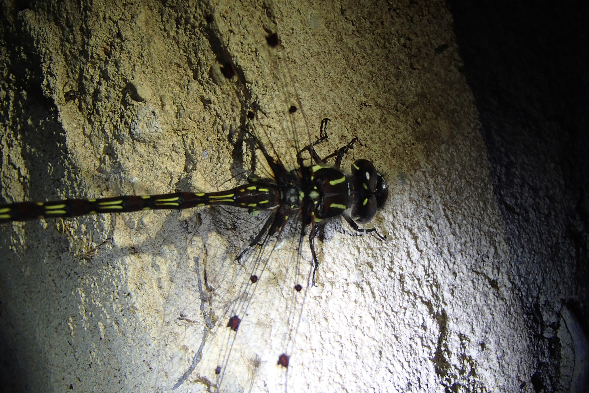 Austropetaliidae