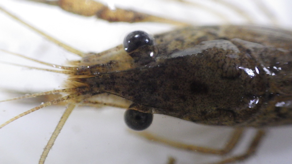 Procambarus from Montgomery County, PA, USA on March 17, 2021 at 08:30 ...