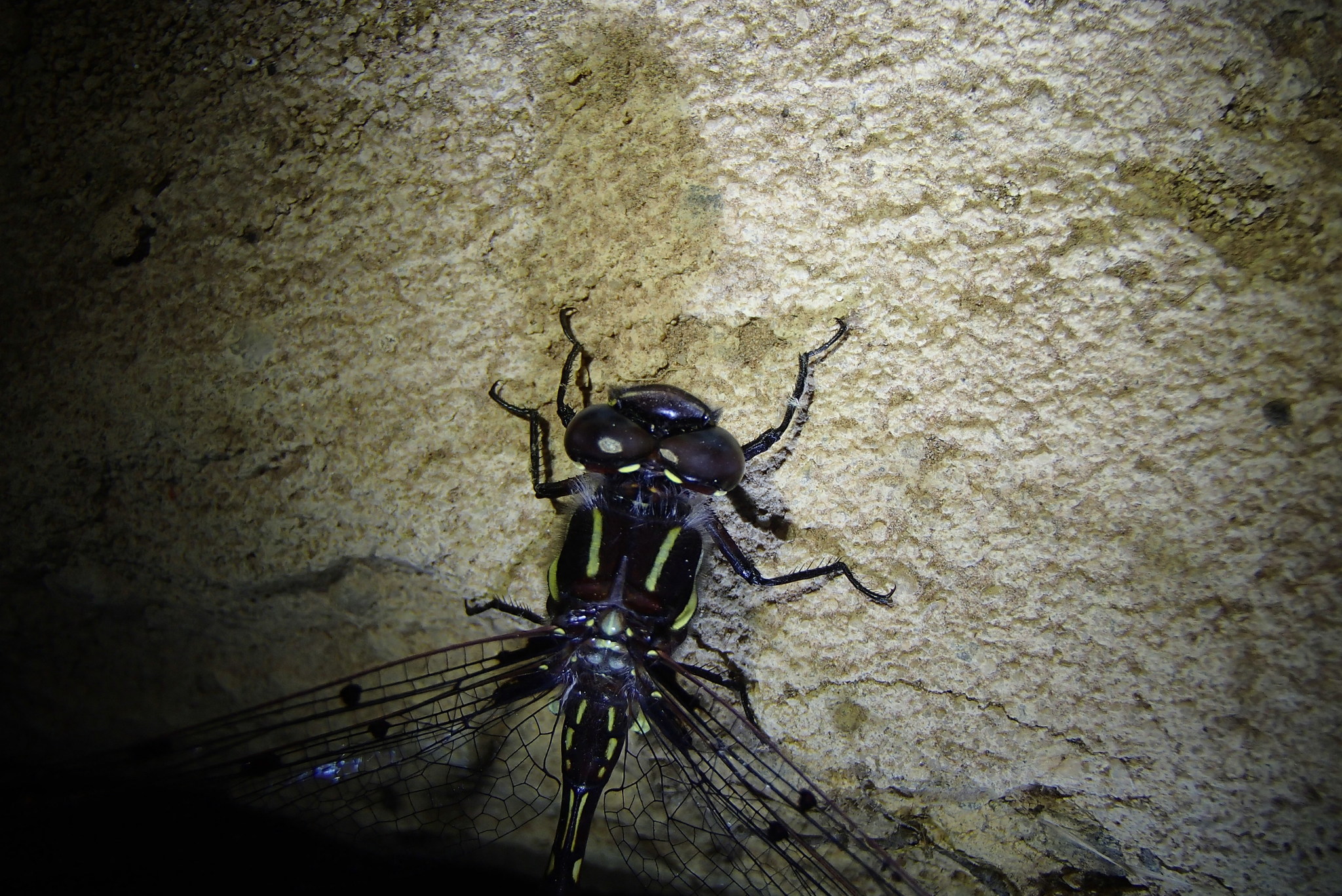 Austropetaliidae