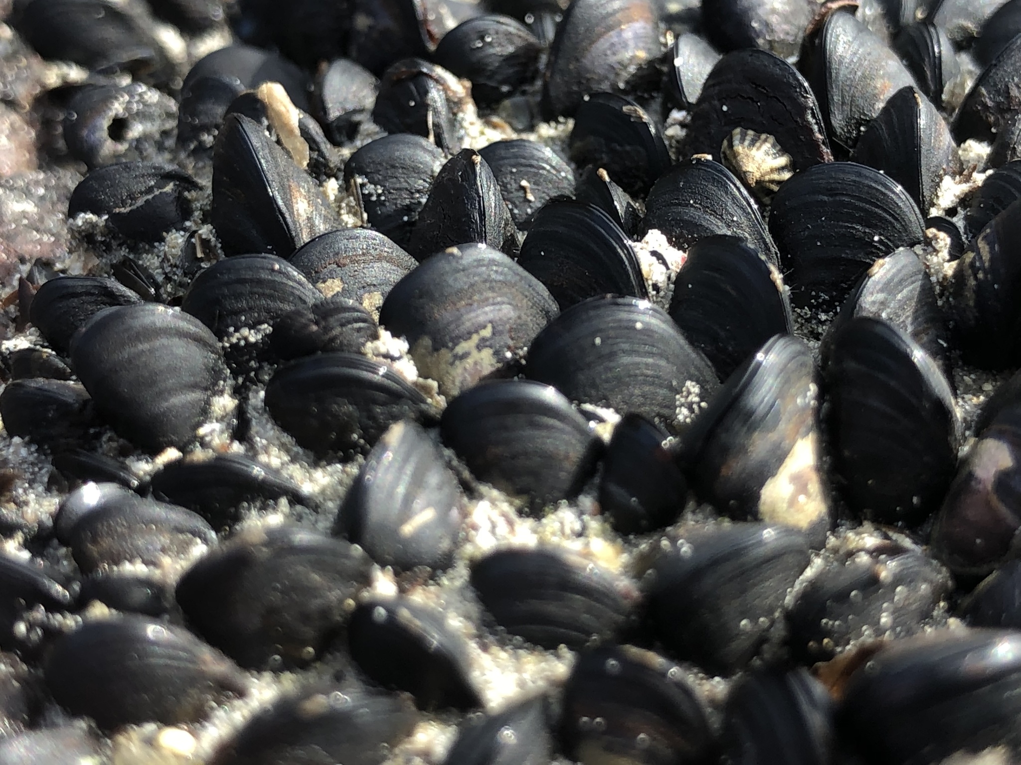 Xenostrobus pulex (Lamarck, 1819)