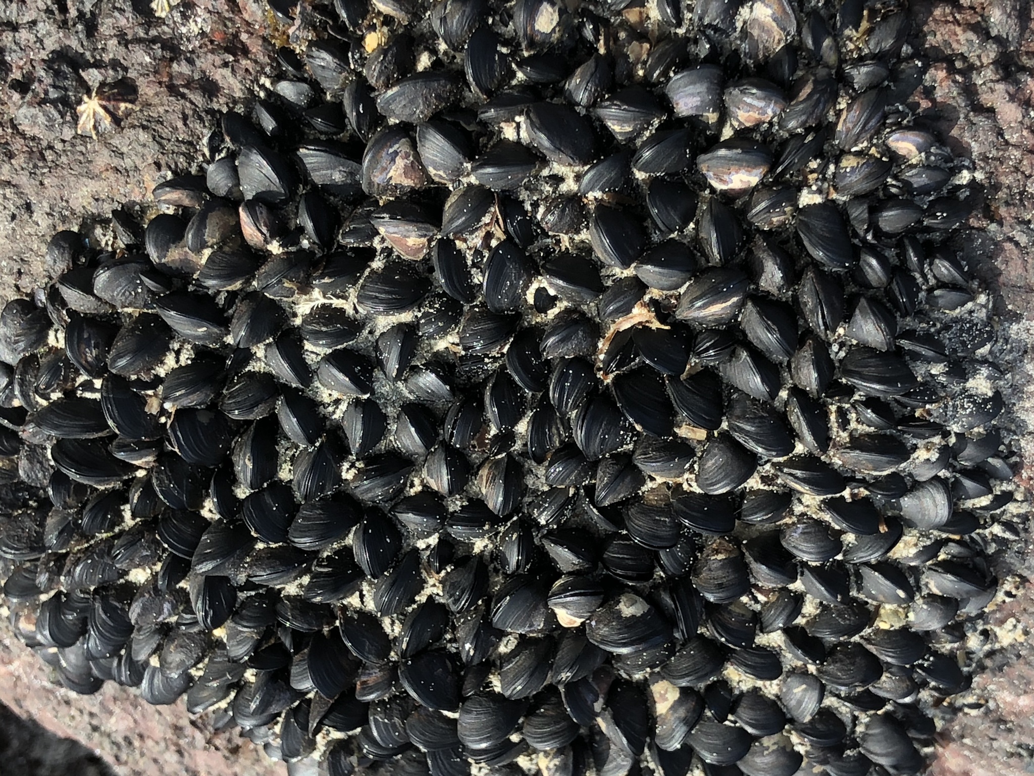 Xenostrobus pulex (Lamarck, 1819)