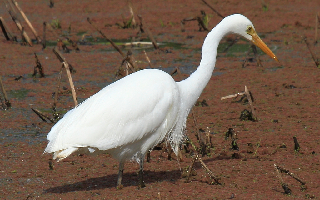 Intermediate Egret (Birds of the British Indian Ocean Territory ) · iNaturalist
