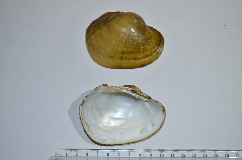 Plain Pocketbook in August 2020 by Sam Turner. Grand River · iNaturalist