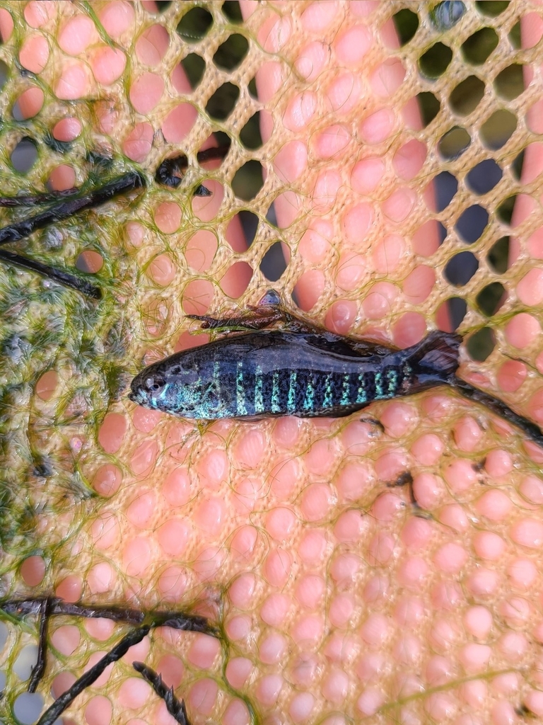 Pygmy Sunfishes (Elassomatidae) - Marine Life Identification