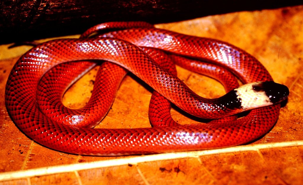 Clelia clelia (Serpientes de Colombia) · iNaturalist