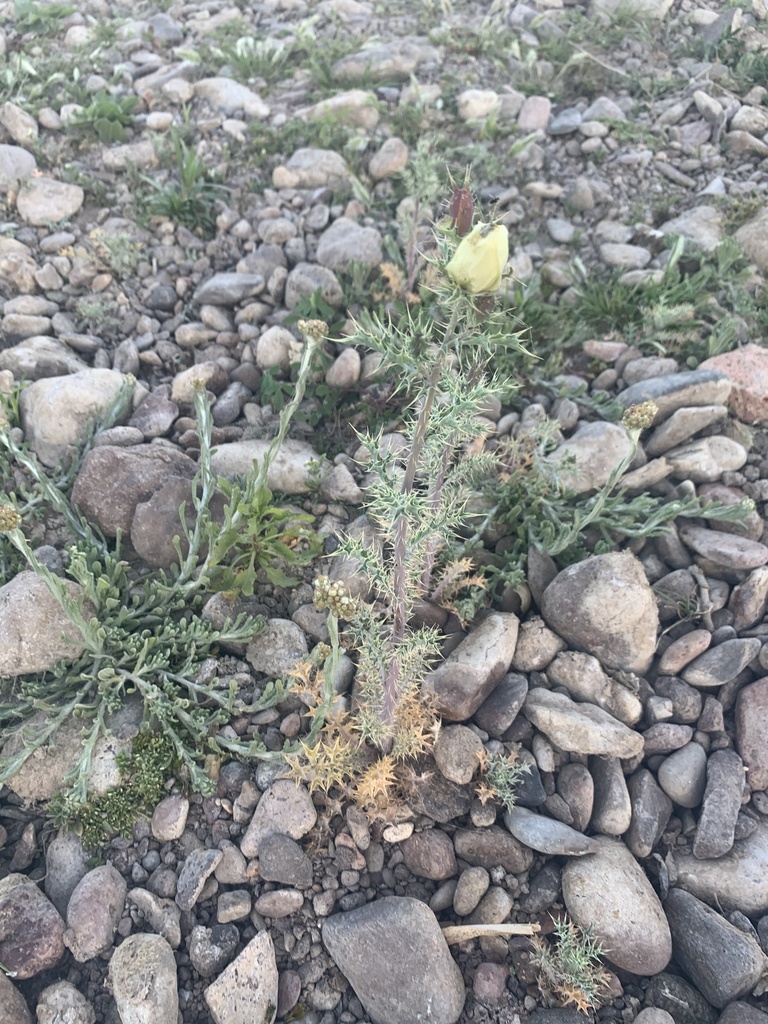 Mexican Poppy from Río San Pedro, Meoqui, CHIH, MX on March 17, 2021 at ...