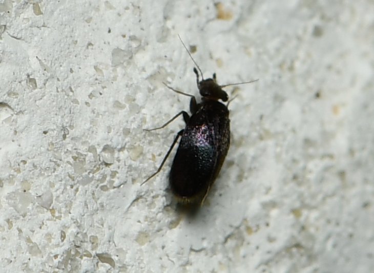 Soa flaviterminata Enderlein, 1906